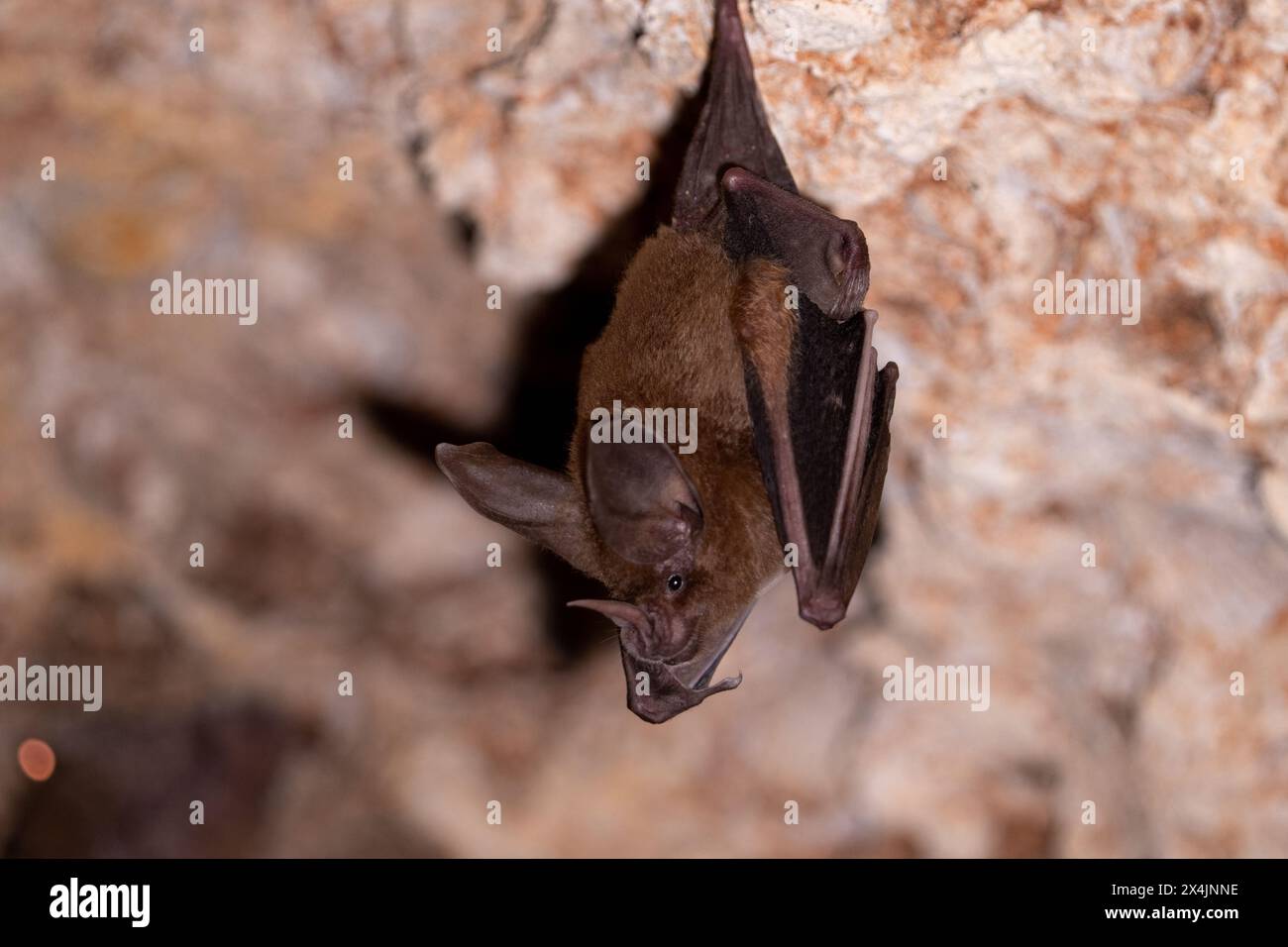 Cozumelan golden bat hanging in cave Stock Photo - Alamy