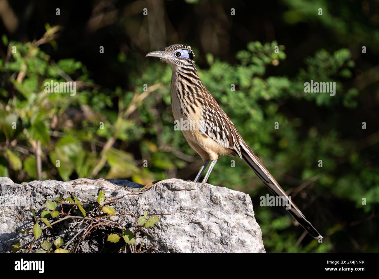 Roadrunner rock hi-res stock photography and images - Alamy
