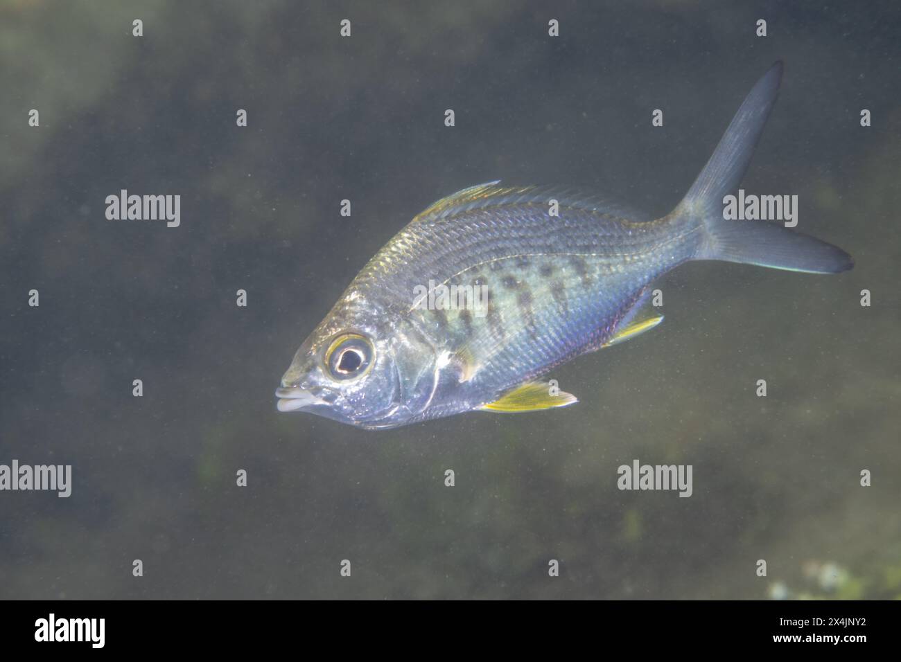 Yellowfin mojarra on rocky shore Stock Photo - Alamy