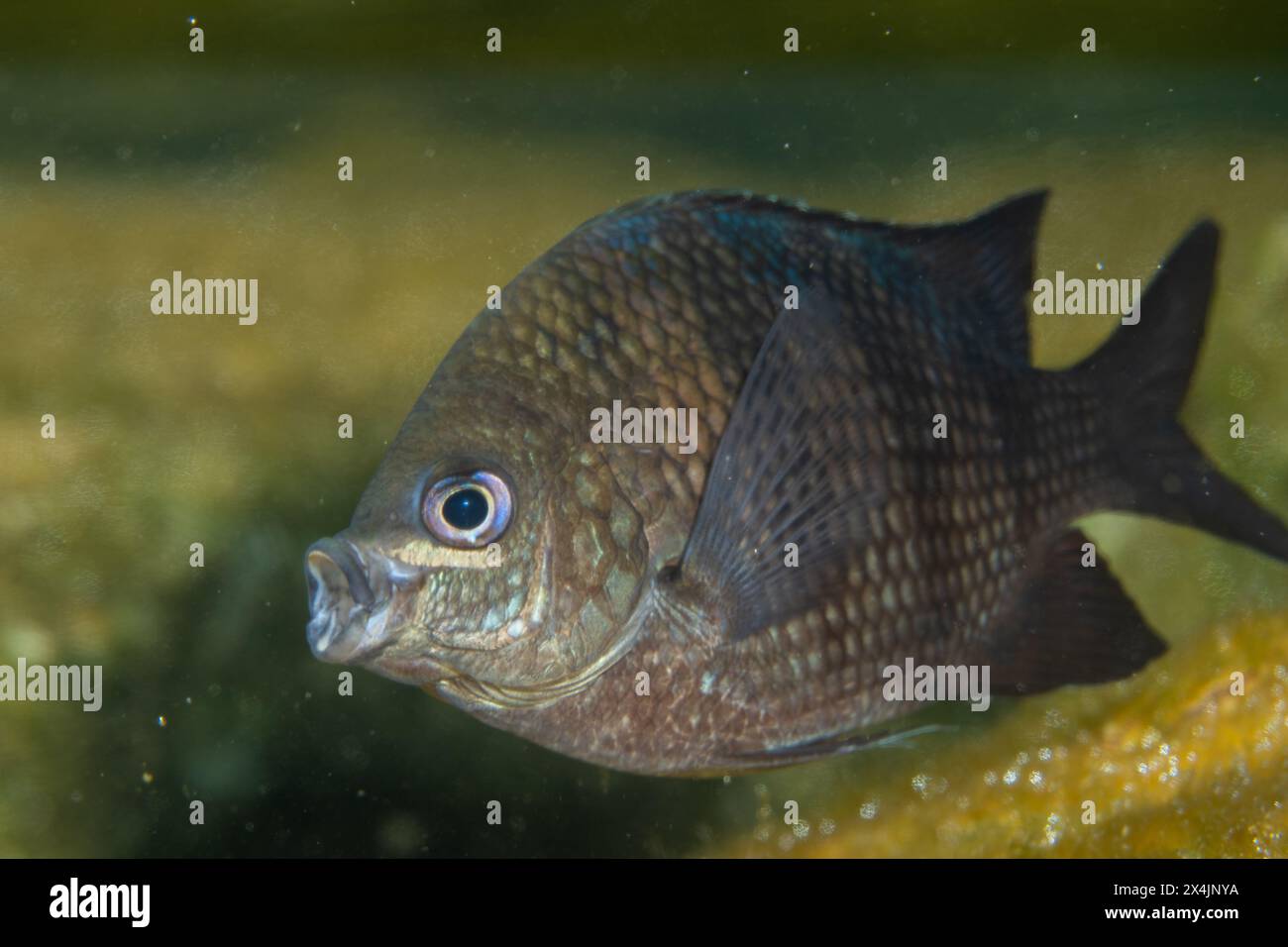 Seargeant major next to rock Stock Photo - Alamy