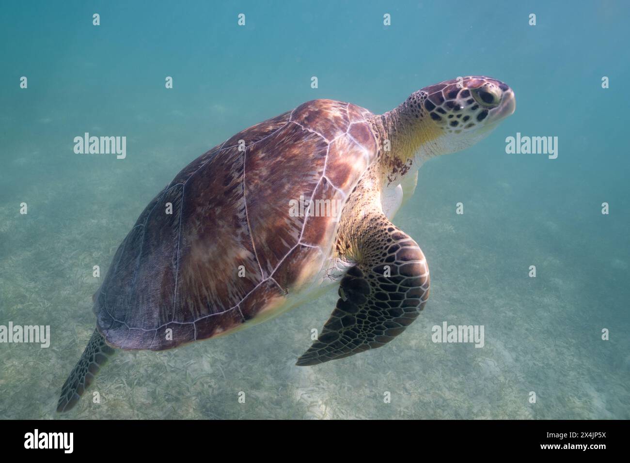 Green sea turtle swimming in the sea Stock Photo - Alamy