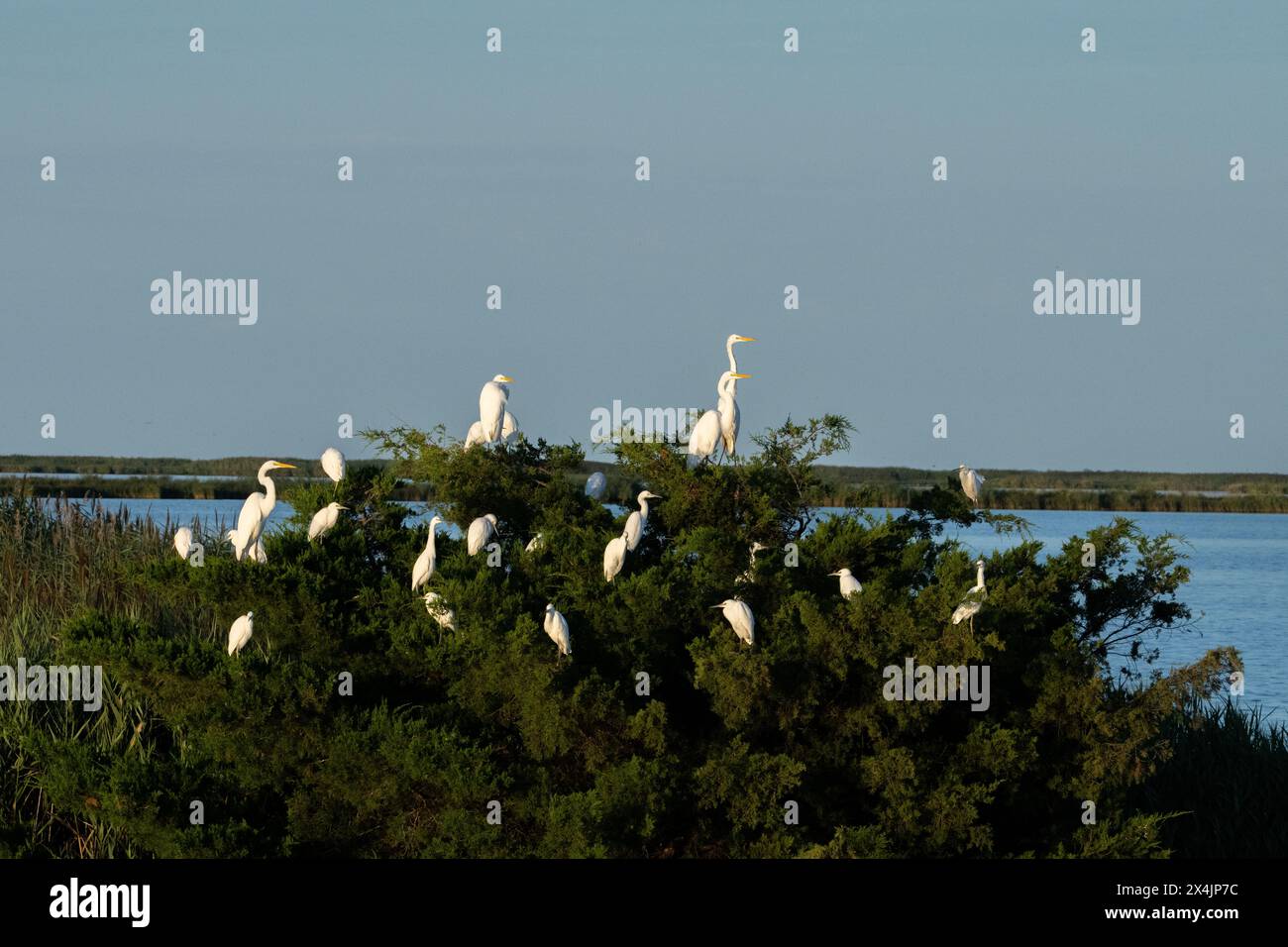 Large group of egrets on top of tree Stock Photo - Alamy
