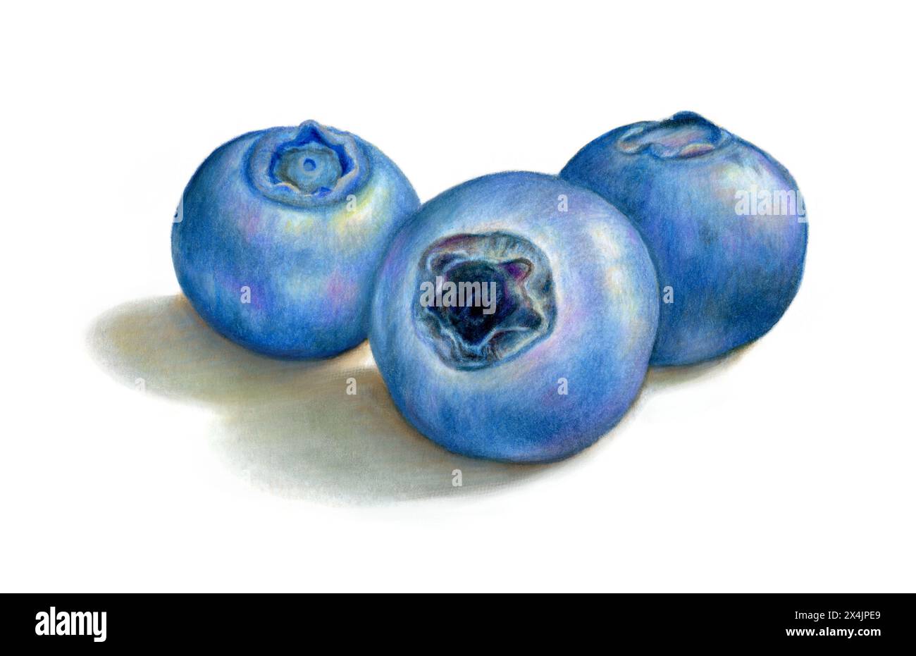 Botanical drawing blueberry hi-res stock photography and images - Alamy