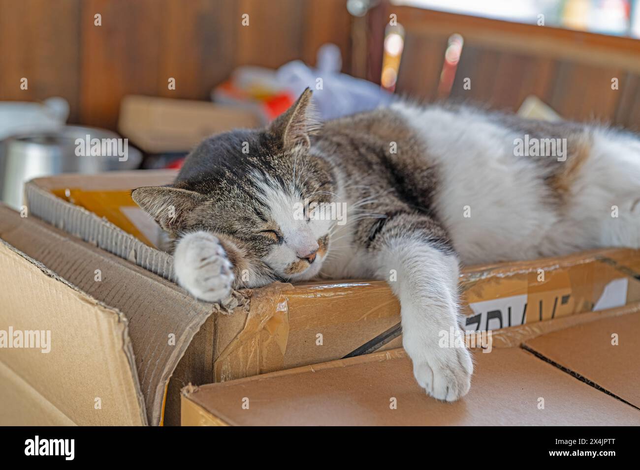 Resting in cardboard box hi-res stock photography and images - Alamy