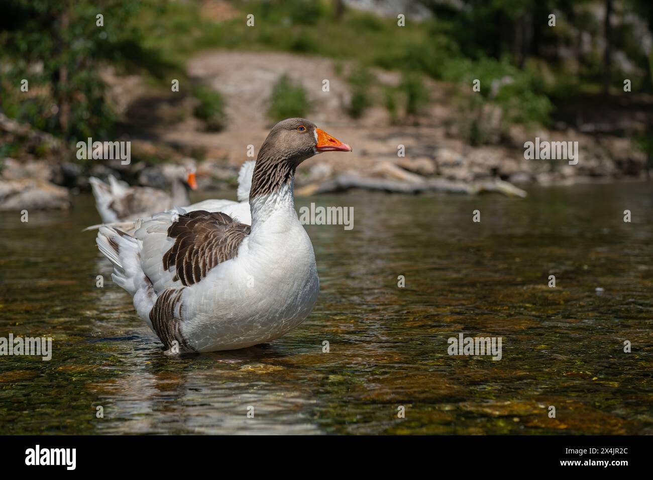 Selective white domestic goose hi-res stock photography and images - Alamy