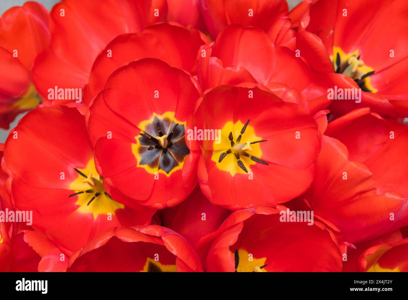 A cluster of vibrant red flowers with a striking yellow center ...