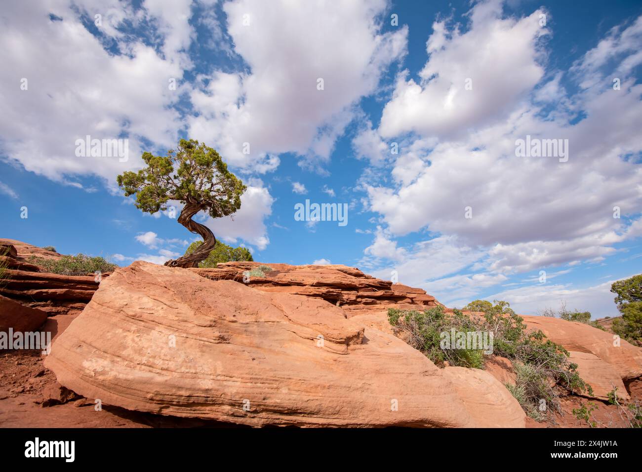 Utah Juniper (Juniperus osteosperma) on a ledge in Utah Stock Photo - Alamy