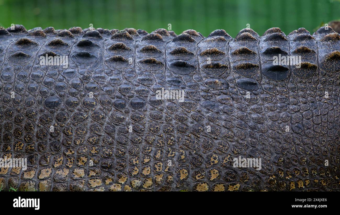 Crocodile scales hi-res stock photography and images - Alamy