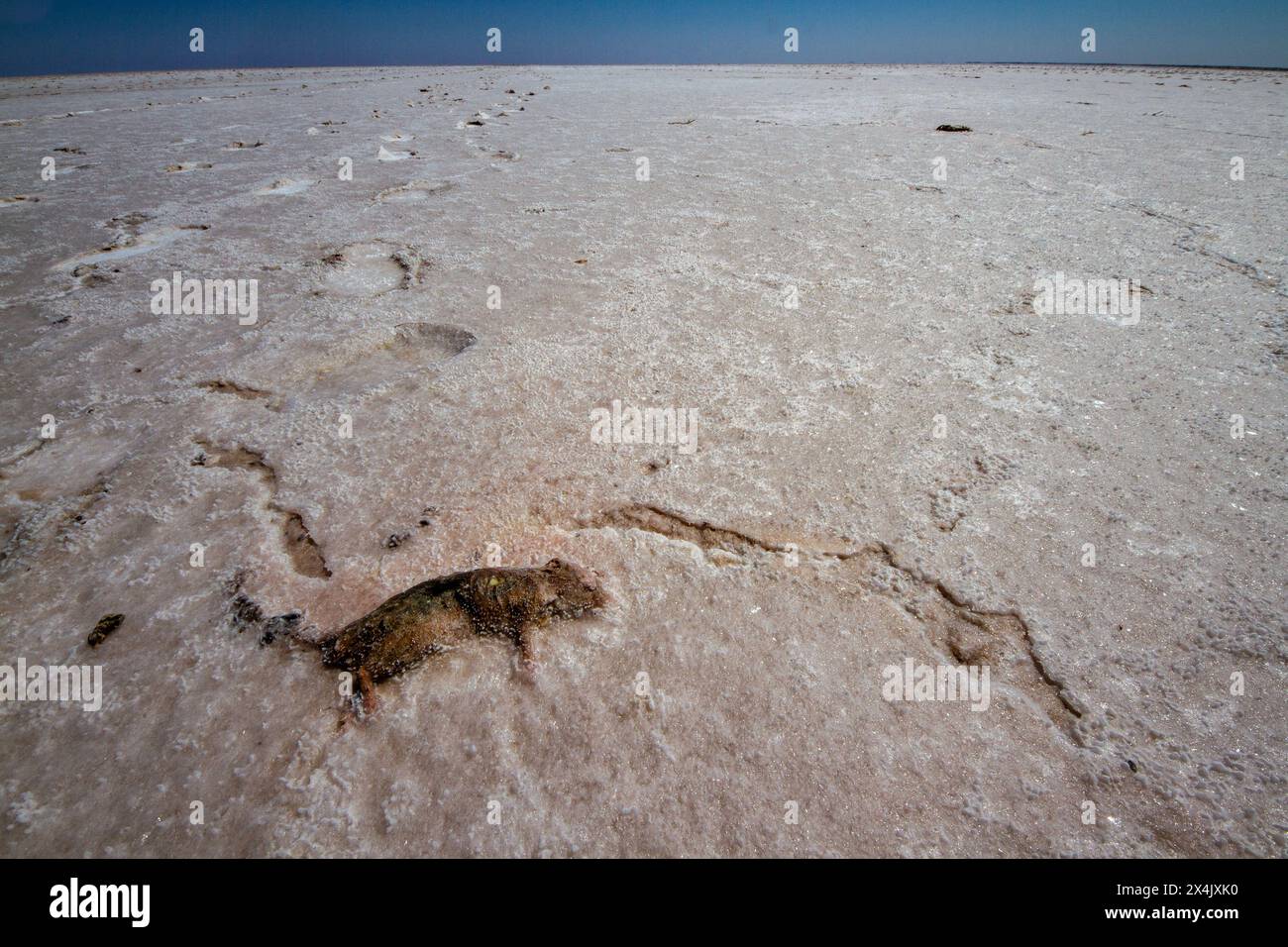 Salt encrusted rodent on Lake Basin South Australia Stock Photo - Alamy