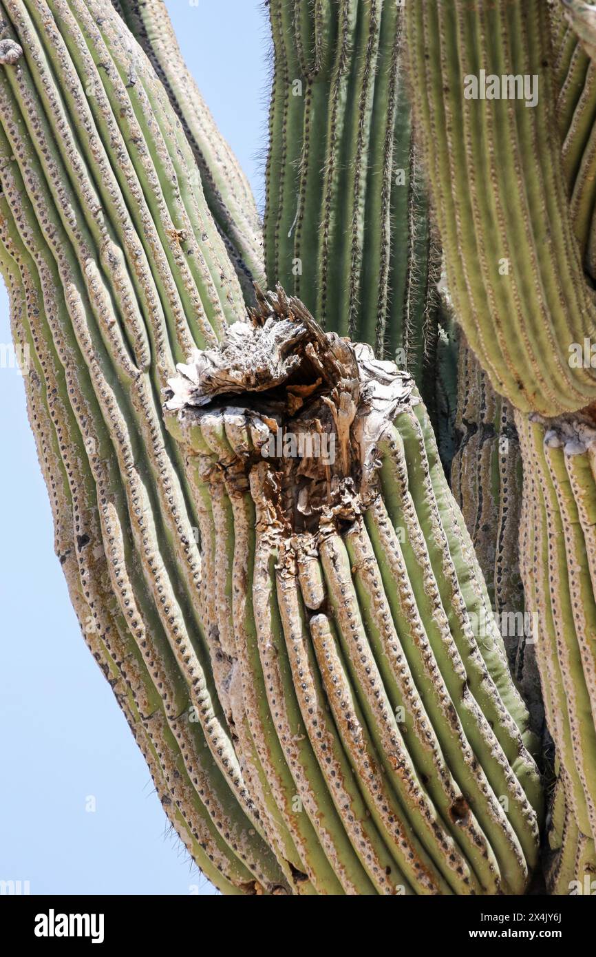 An aged Saguaro has the top quarter section and a few arms fall off ...