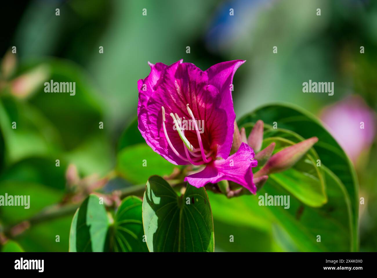 spring background flowers in the park Stock Photo - Alamy