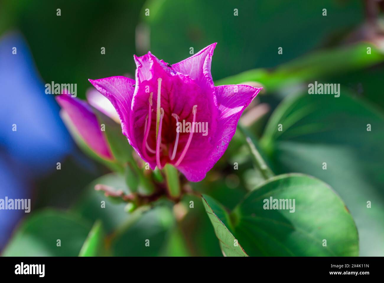 spring background flowers in the park Stock Photo - Alamy