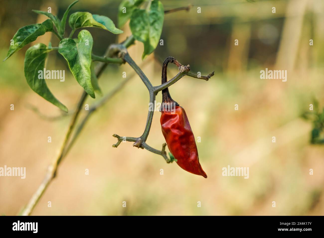 Chilli tree hi-res stock photography and images - Alamy
