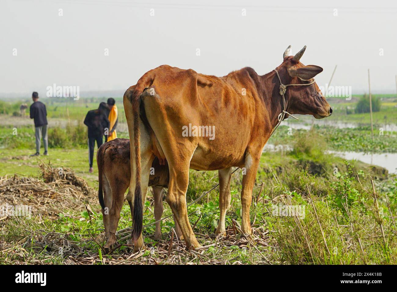 Brown beef calf drinking from the udder of the mother cow outside in ...