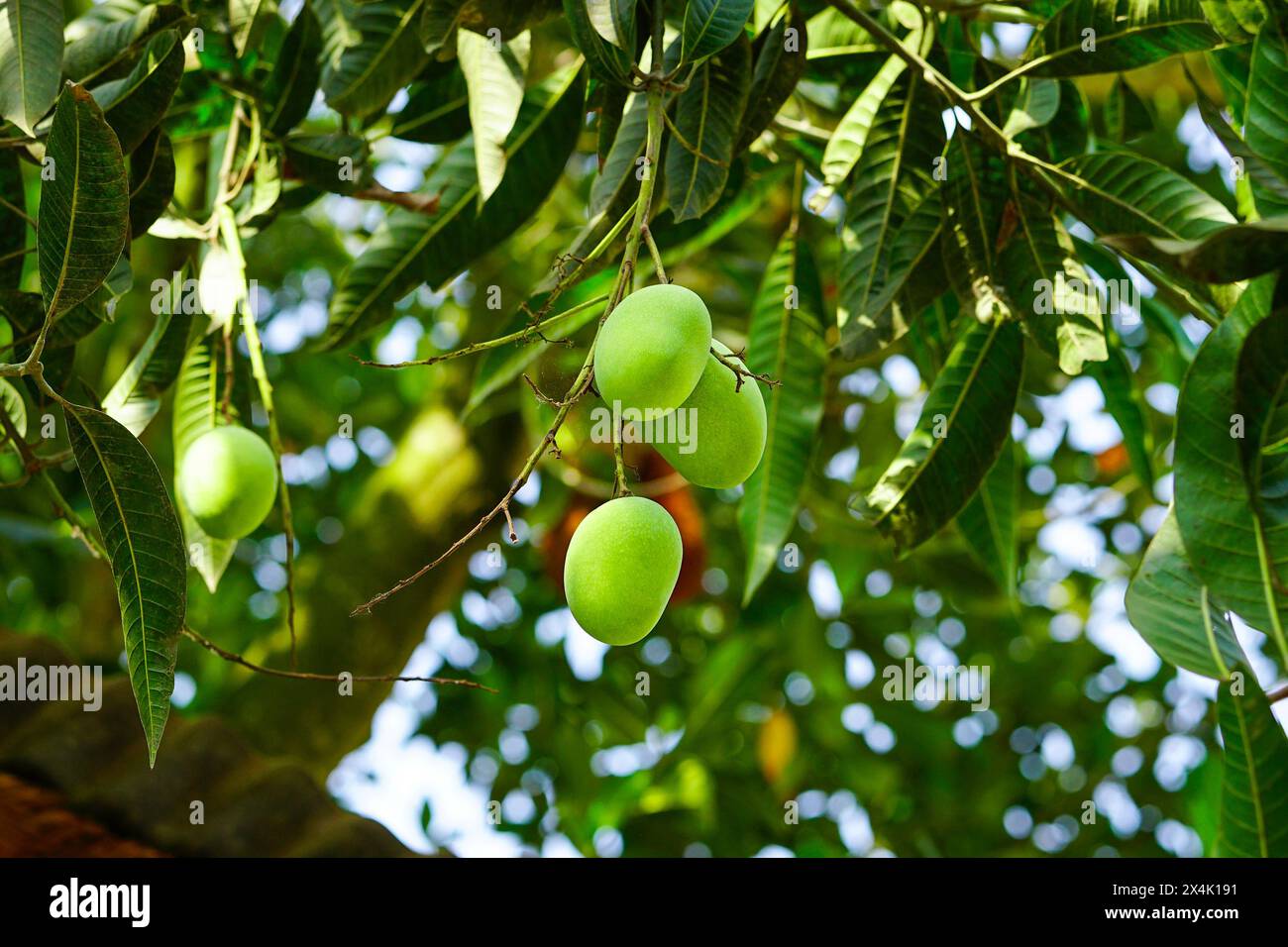 Bunch of green mangoes hanging on tree Stock Photo - Alamy
