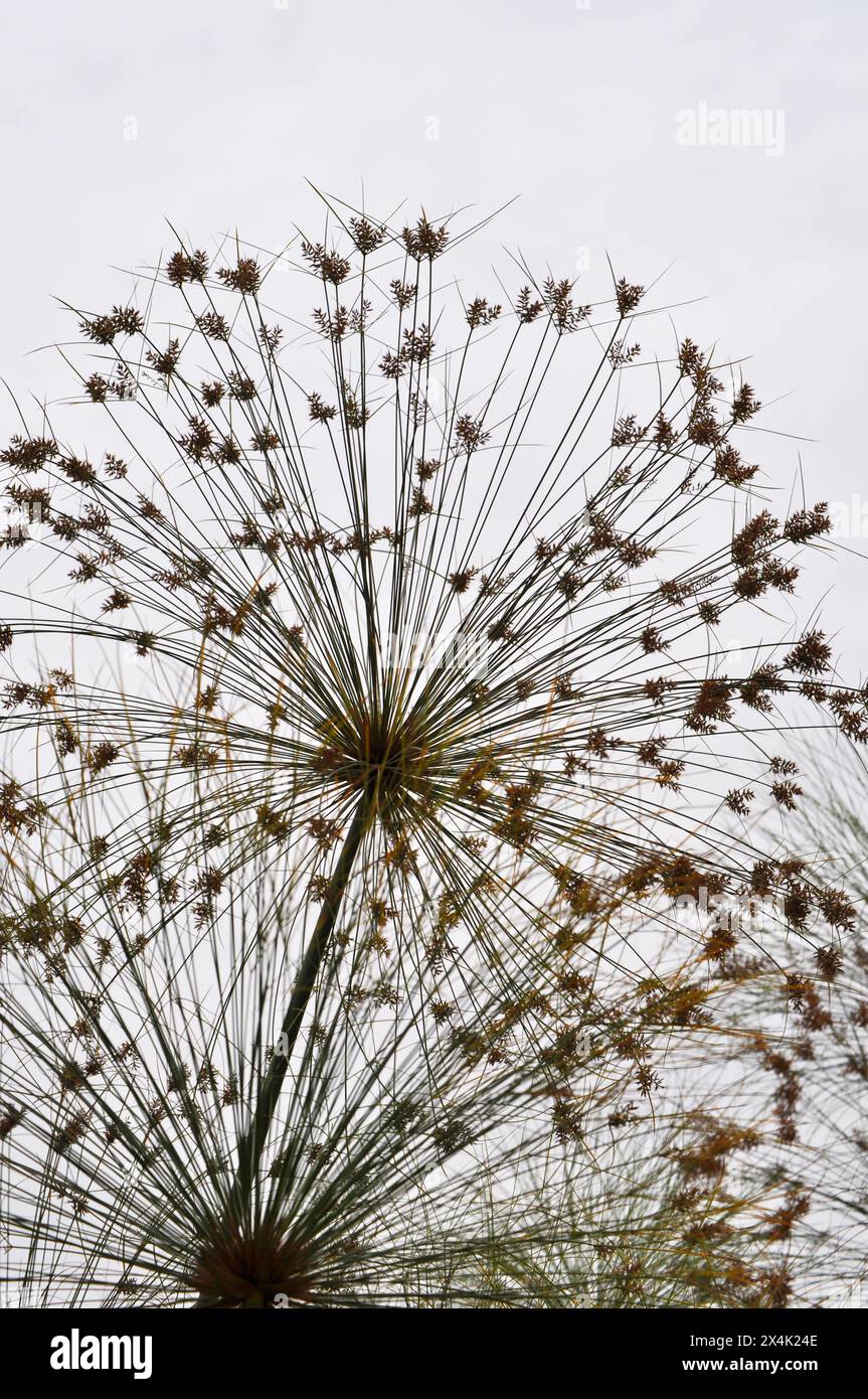 Several stems of papyrus in autumn (Cyperus papyrus Stock Photo - Alamy