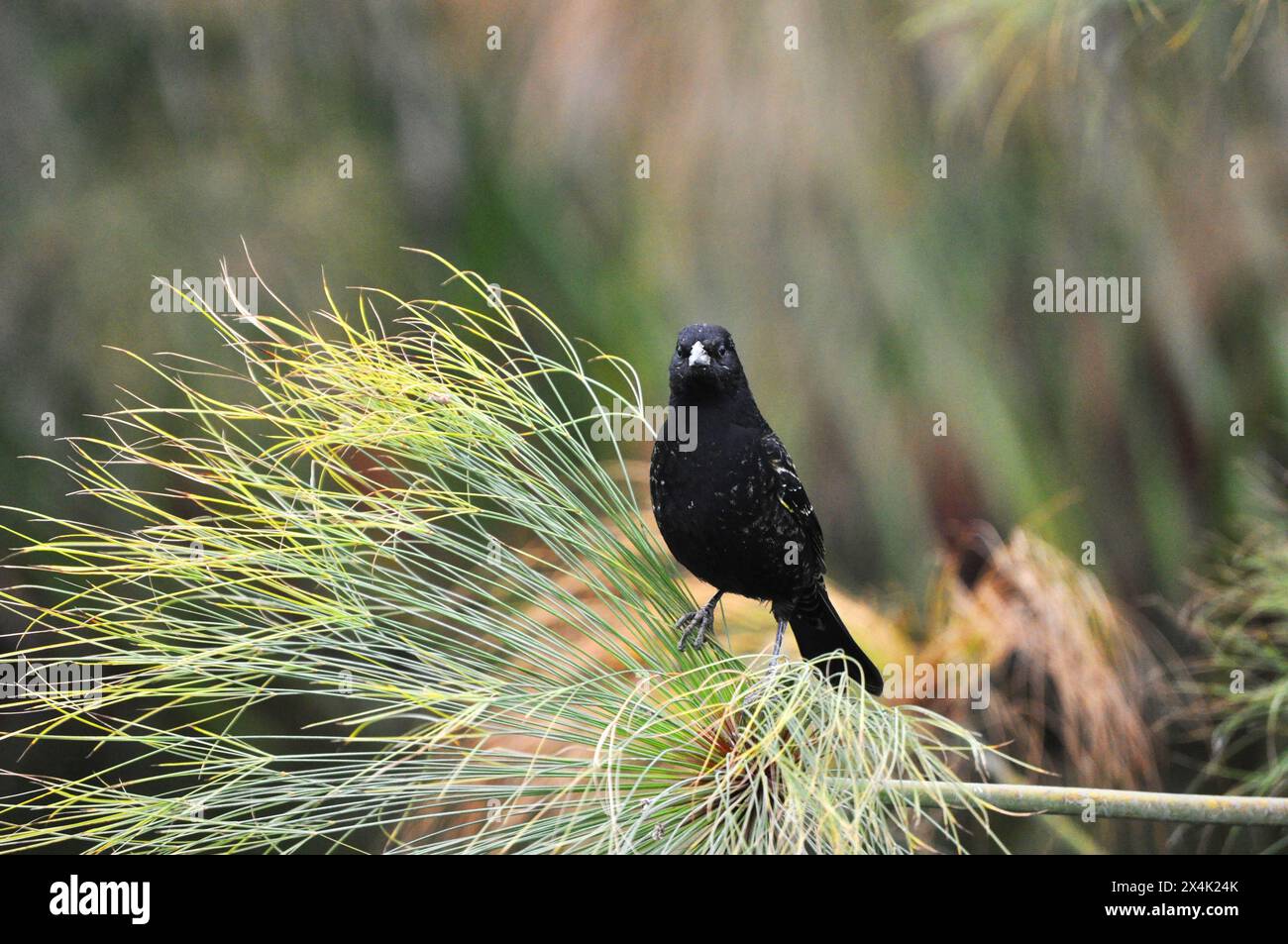 Male trile bird on papyrus plant Stock Photo - Alamy