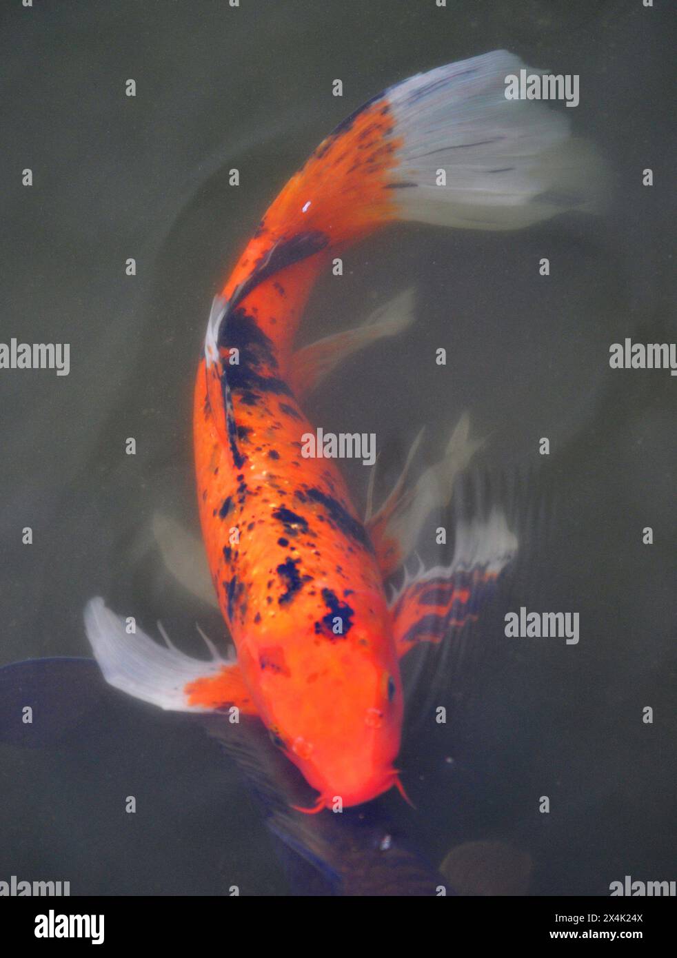 Red carp hi-res stock photography and images - Alamy