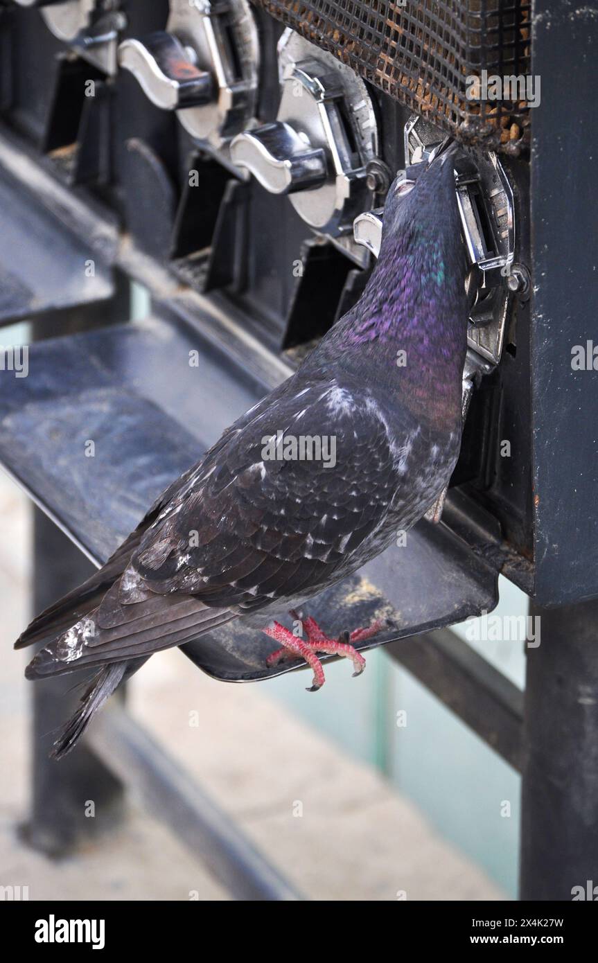 Pigeon taking food from dispensing machine Stock Photo - Alamy