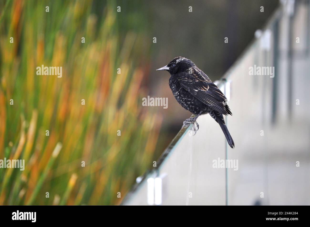 Female trile bird perched on railing Stock Photo - Alamy