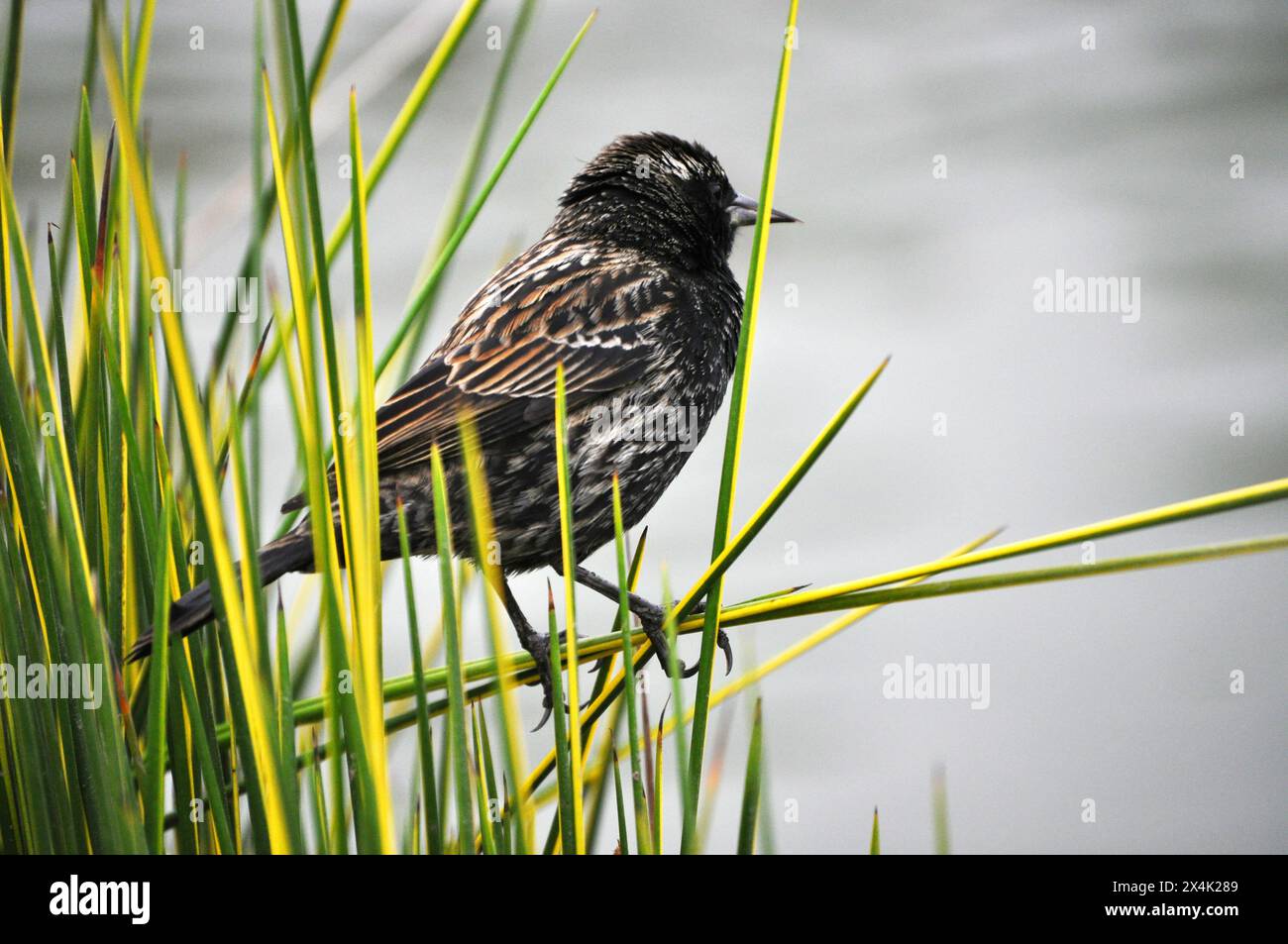 Female trile bird perched on plant at lakeside Stock Photo - Alamy
