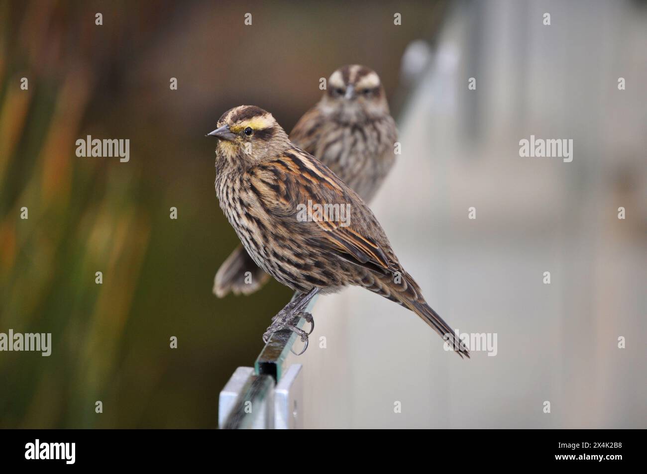 Female trile birds perched on railing Stock Photo - Alamy
