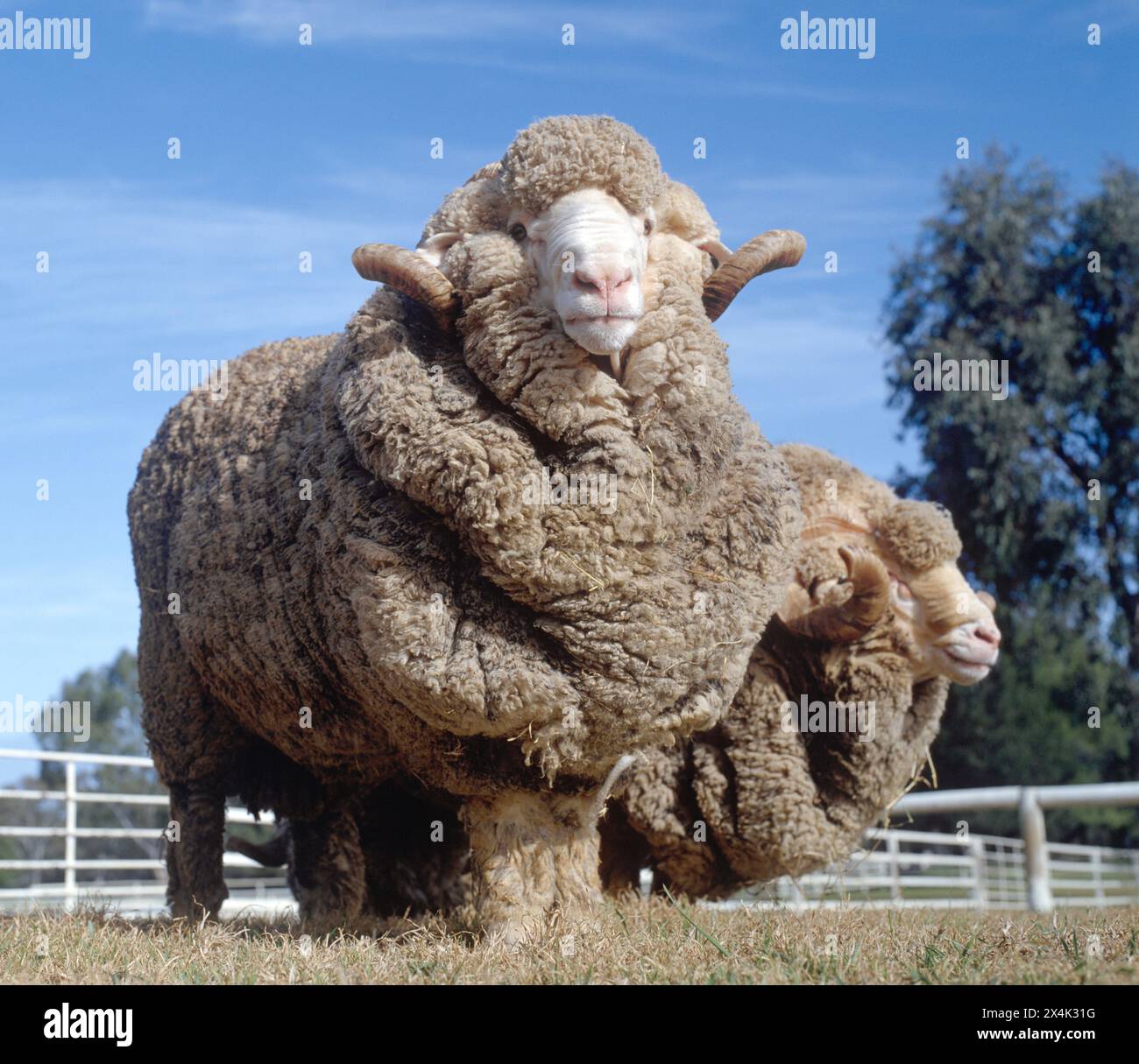 Stud rams hi-res stock photography and images - Alamy
