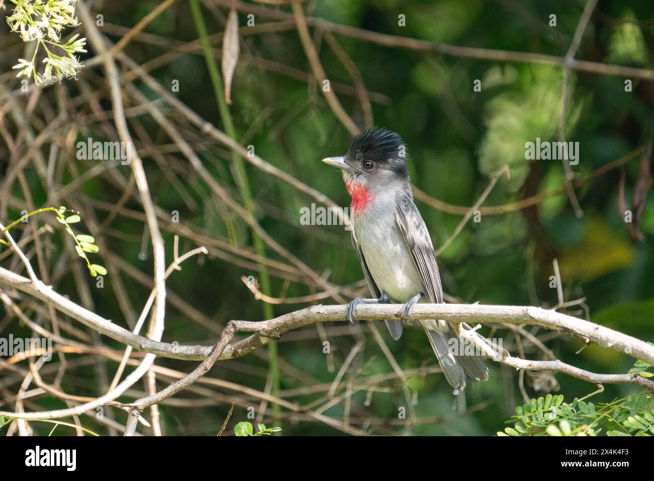 Becard hi-res stock photography and images - Alamy