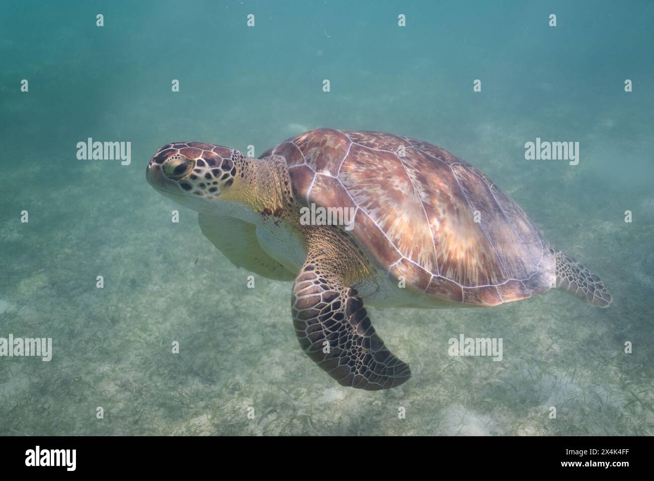 Green sea turtle swimming in hi-res stock photography and images - Alamy