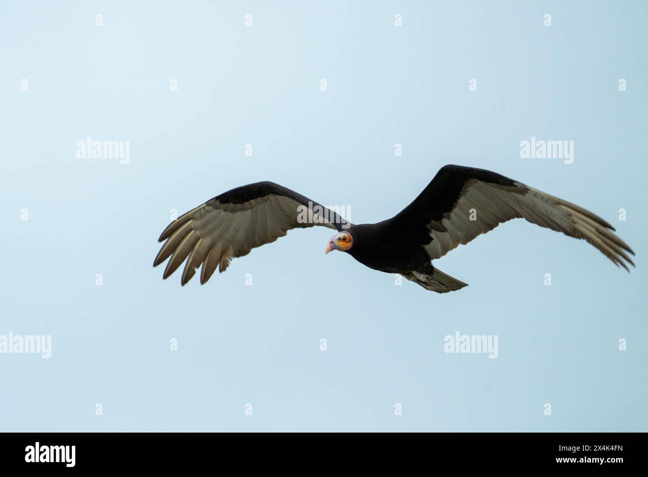 Yellow headed vulture flying overhead Stock Photo - Alamy