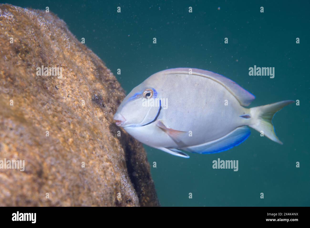 Ocean surgeonfish by a rock Stock Photo - Alamy