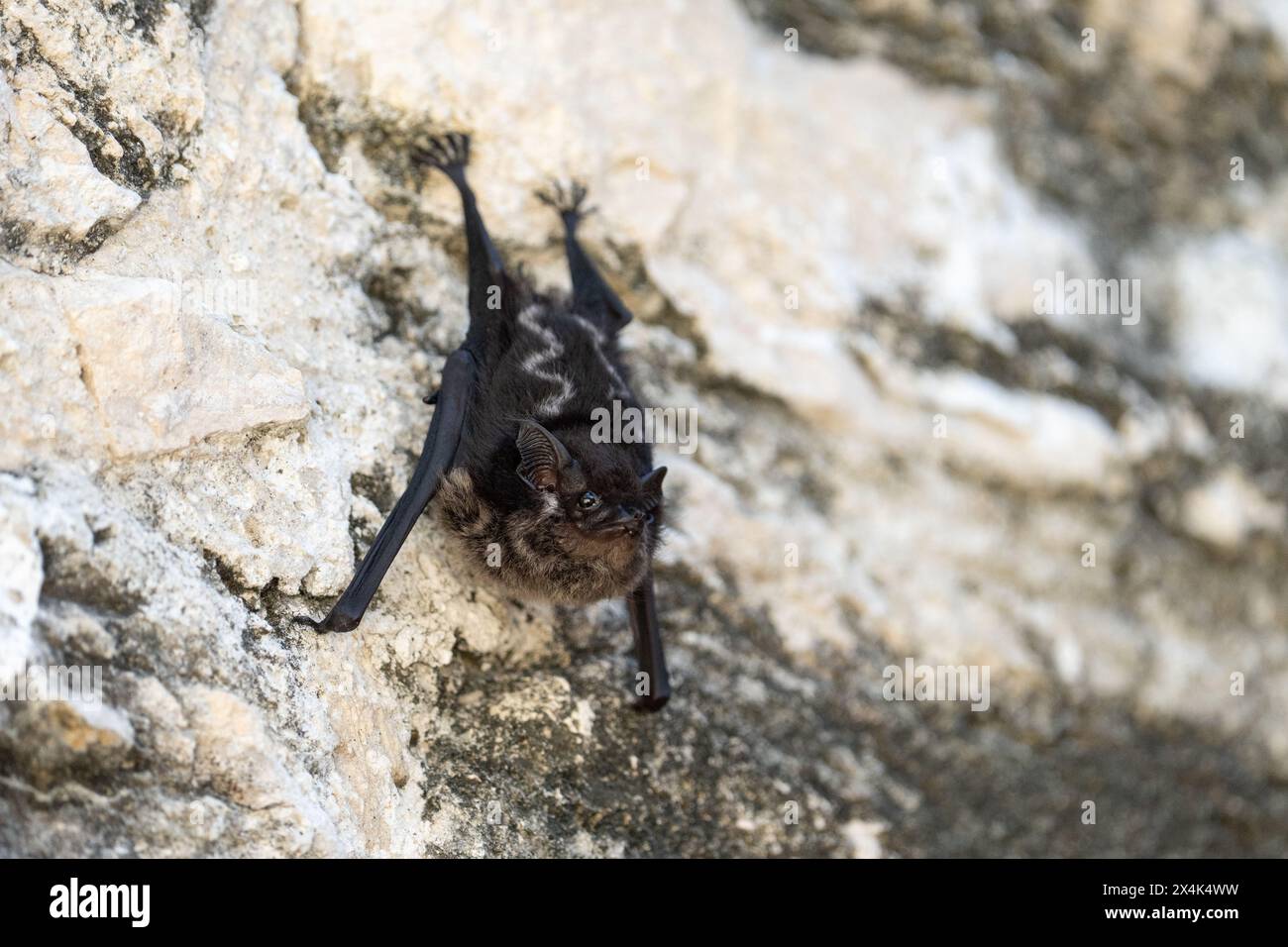 Greater sac-winged bat hanging upside-down Stock Photo - Alamy