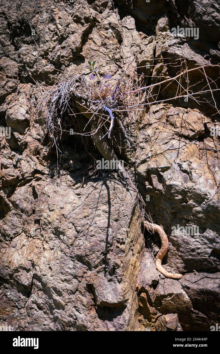 Exposed root structure hi-res stock photography and images - Alamy