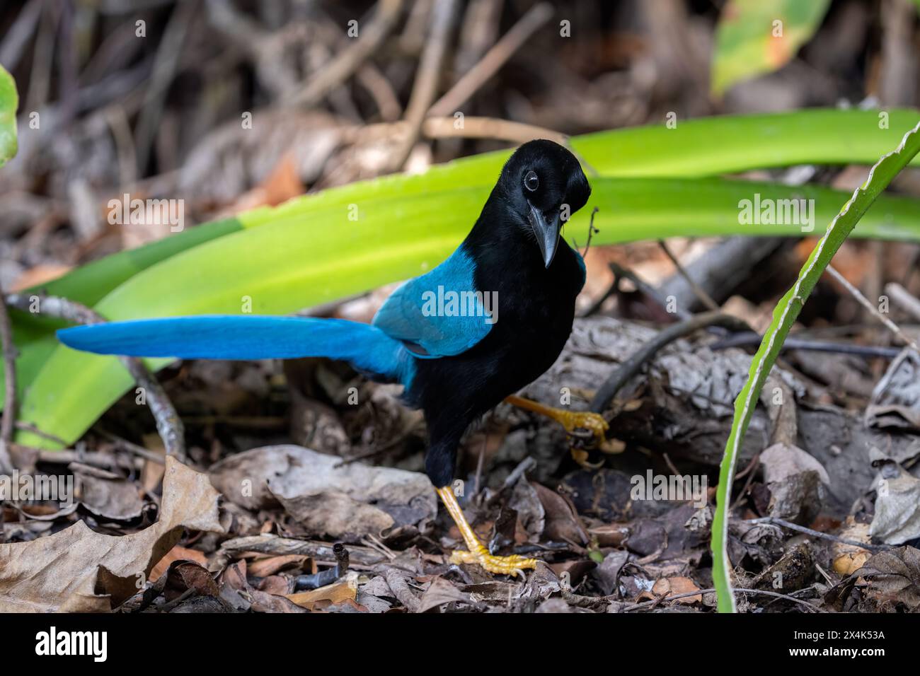 Yucatan jay bird hi-res stock photography and images - Alamy