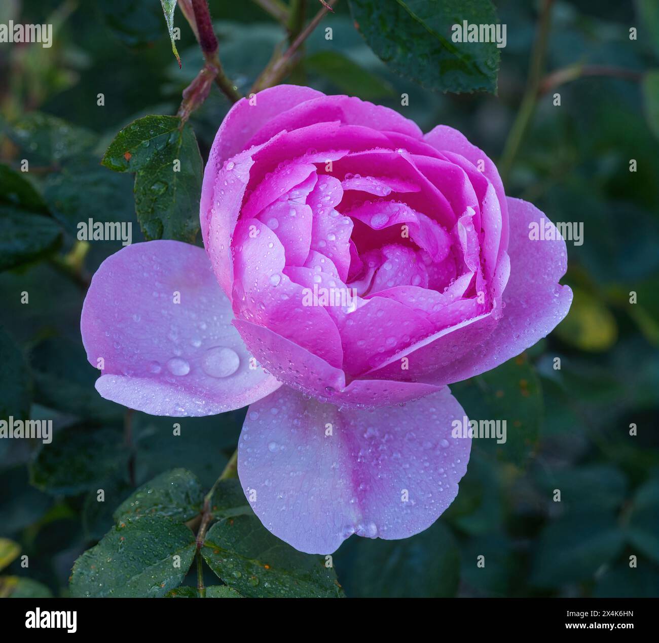Brother Cadfael English Shrub Rose in Bloom. San Jose Municipal Rose ...
