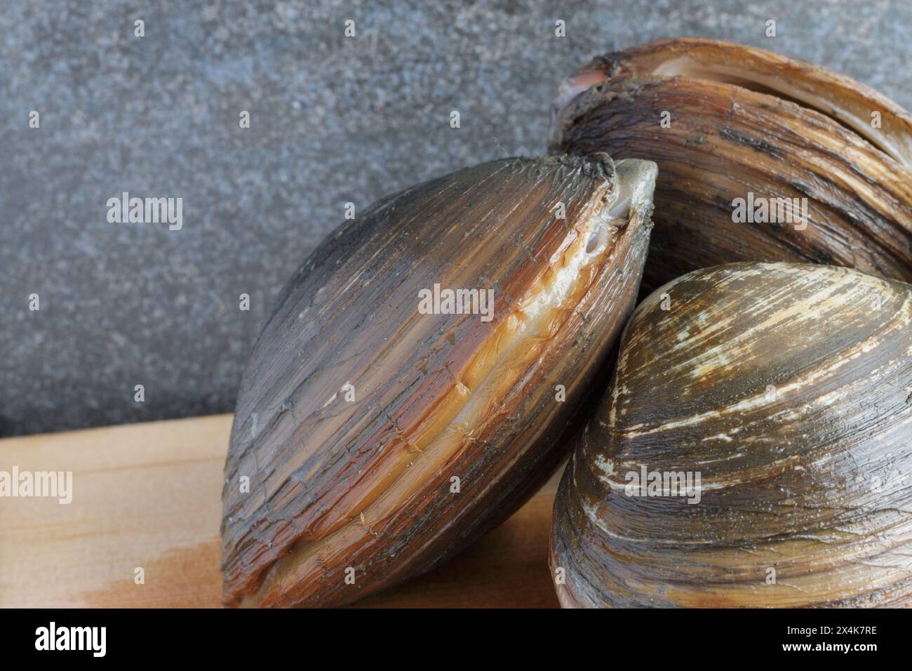 Pile of three fresh Japanese shellfish food clams Stock Photo - Alamy