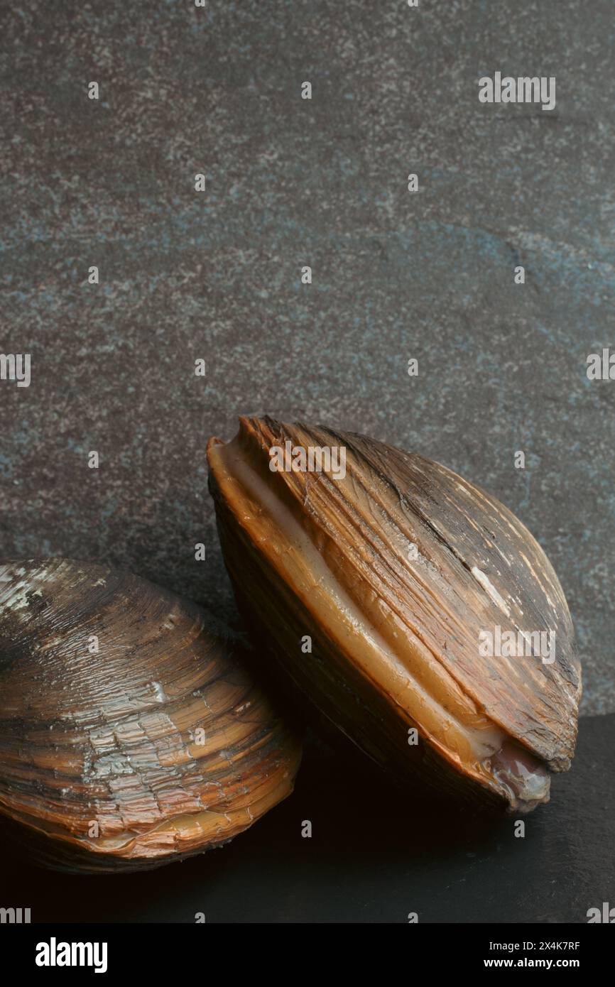 Two brown Japanese hokkigai clams in shells on grey stone background ...