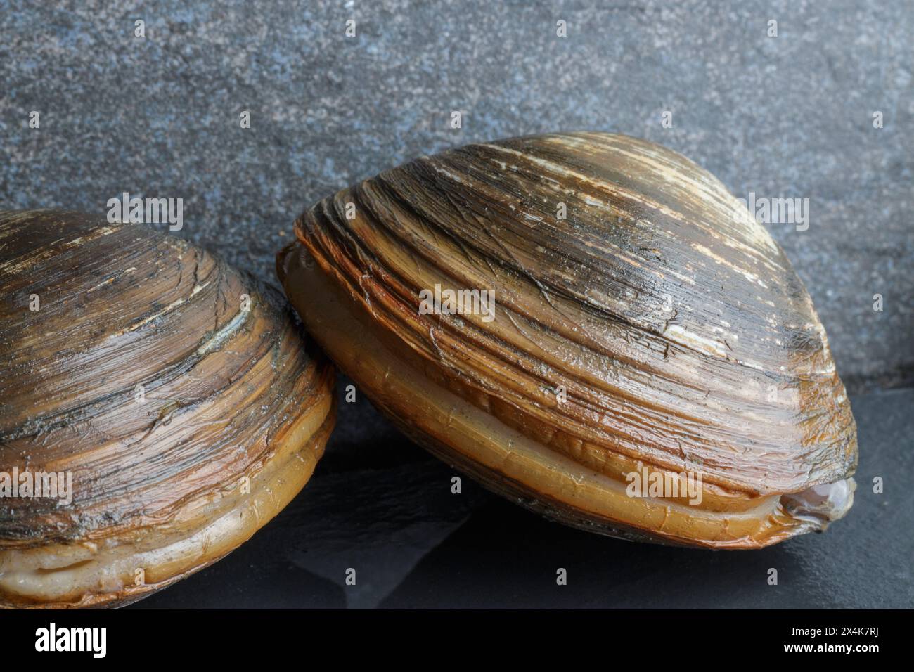 Large fresh brown clam on stone background Stock Photo - Alamy