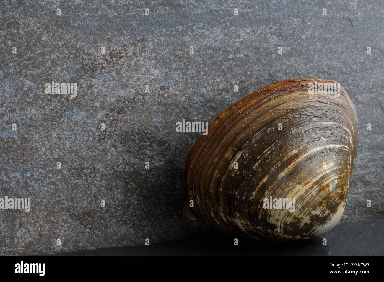 Clam shell large hi-res stock photography and images - Alamy