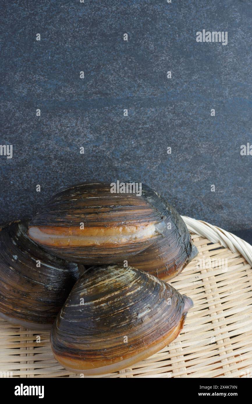 Pile of fresh Japanese clams on basket with grey background Stock Photo ...