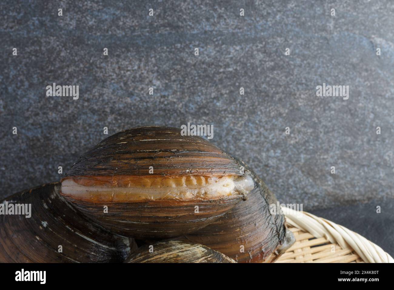 Fresh Japanese clam shellfish on stone grey background Stock Photo - Alamy