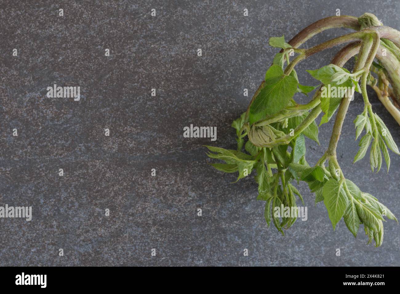Udo mountain vegetable hi-res stock photography and images - Alamy