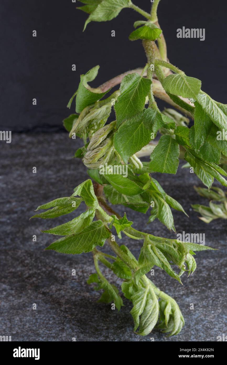 Japanese fresh spring vegetable udo plant leaves Stock Photo - Alamy