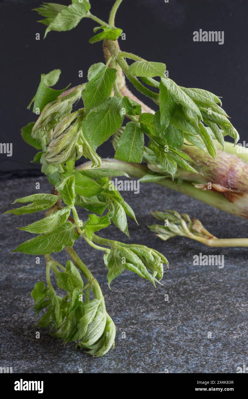 Japanese fresh spring vegetable udo plant leaves Stock Photo - Alamy