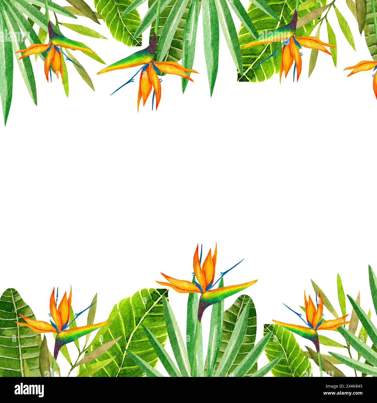 Bird Of Paradise Clip Art Border