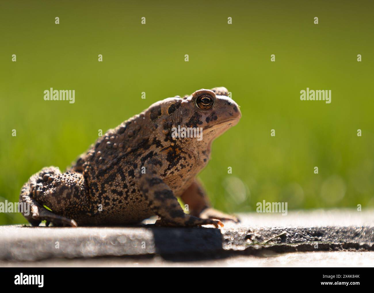Large Brown Toad on a curb in the sunshine with green background Stock ...