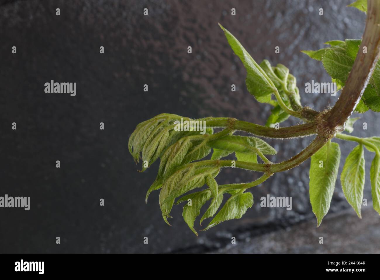 Japanese udo fresh green leafy spring vegetable on dark background ... Japanese udo fresh green leafy spring vegetable on dark background ...