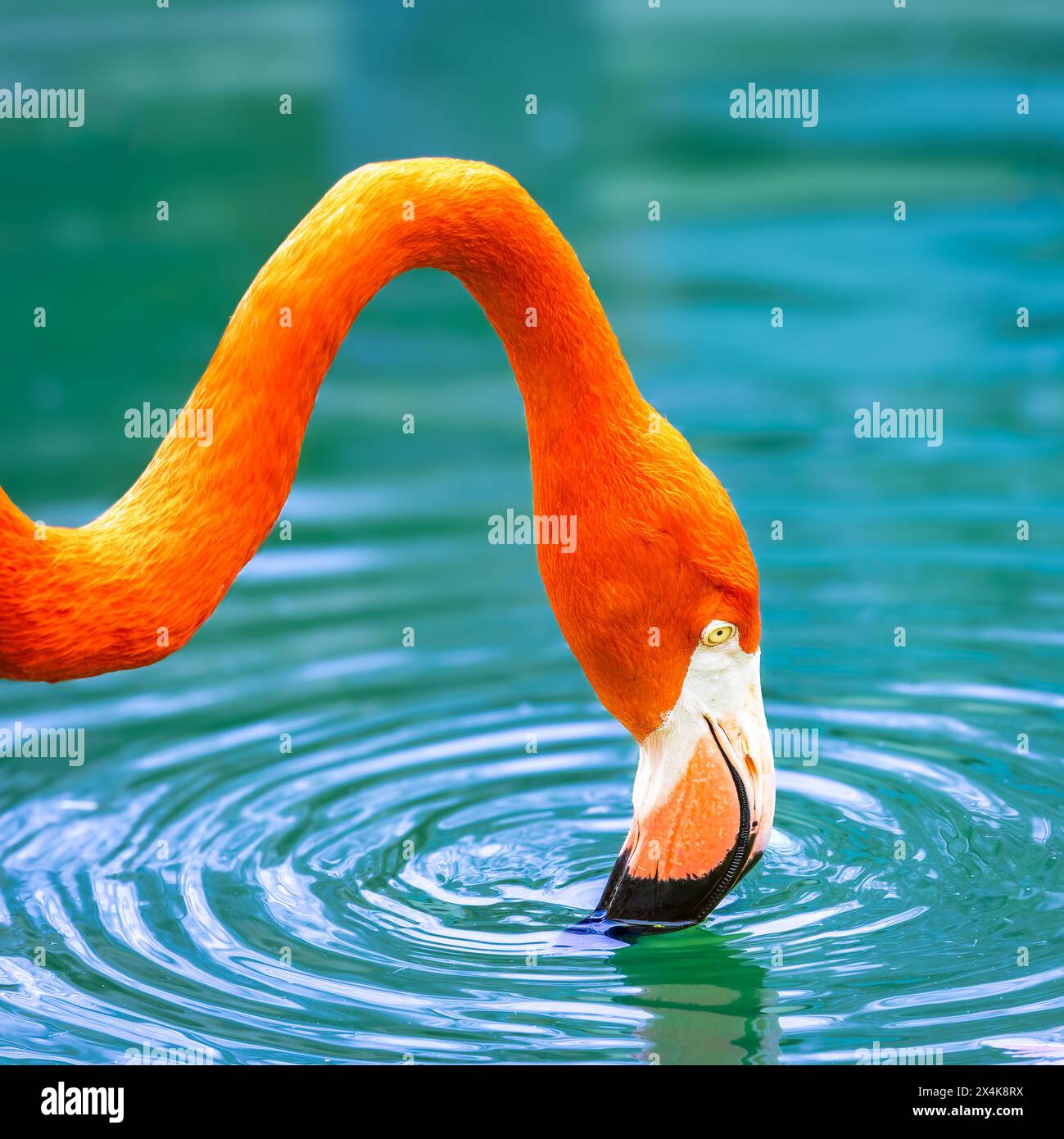 American Flamingo drinks from the pool Stock Photo - Alamy
