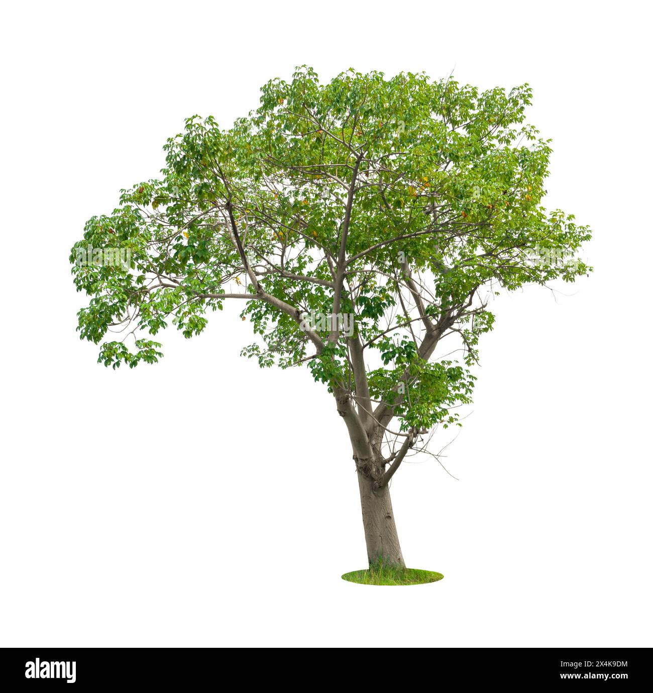 Cochlospermum regium or yellow silk cotton tree isolated on white ...