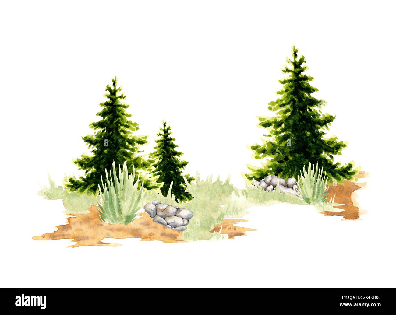 Spruce tree in a clearing in the forest element of the natural ...